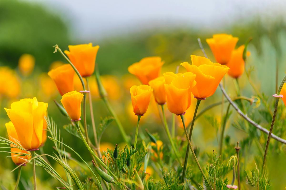 Scalp Microbiome: An Essential Balance to Preserve