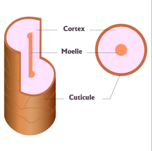 Anatomie Du Cheveu : Quelle Est La Composition Des Cheveux